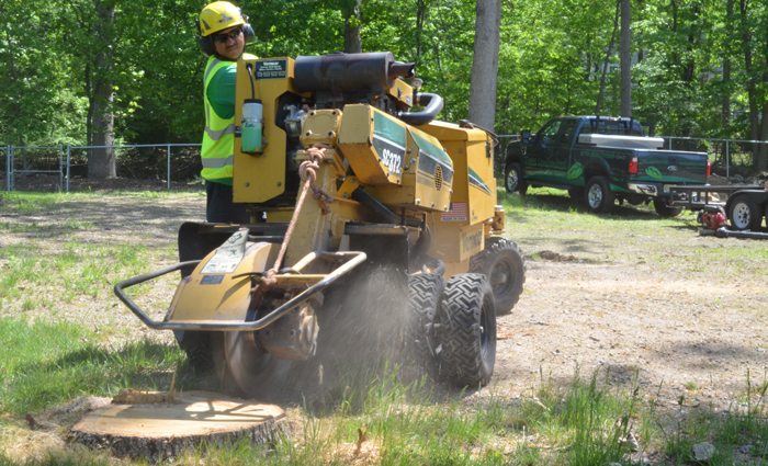 Tree Service in Rochester NY | Tree Soldiers Rochester