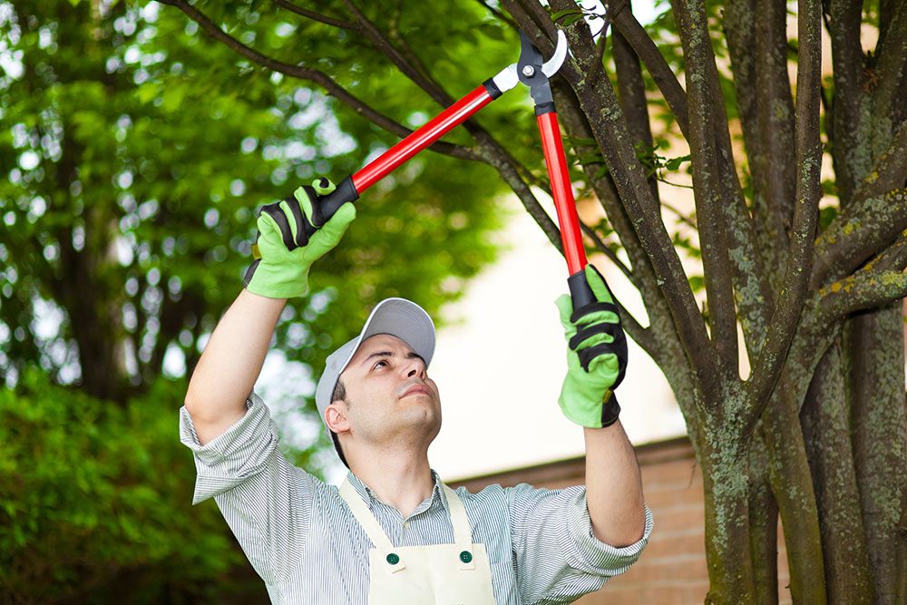Tree Trimming Rochester NY | Local Tree Trimming Services