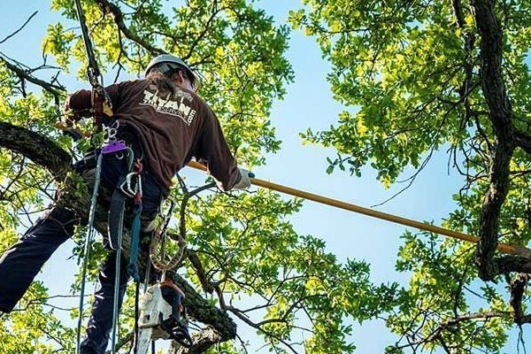 Our Services | Tree Soldiers Rochester